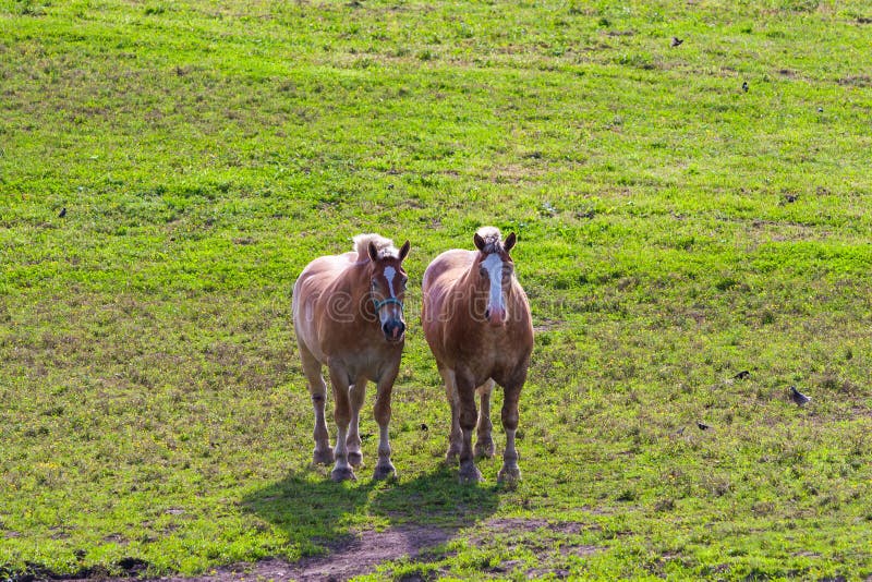 Two Brown Draft Horses on Farm Land Stock Photo - Image of bluegrass ...
