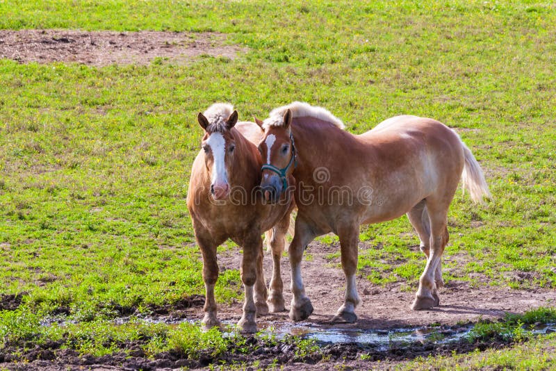 Two Brown Draft Horses and a Miniature Horse on Farm Land Stock Photo ...