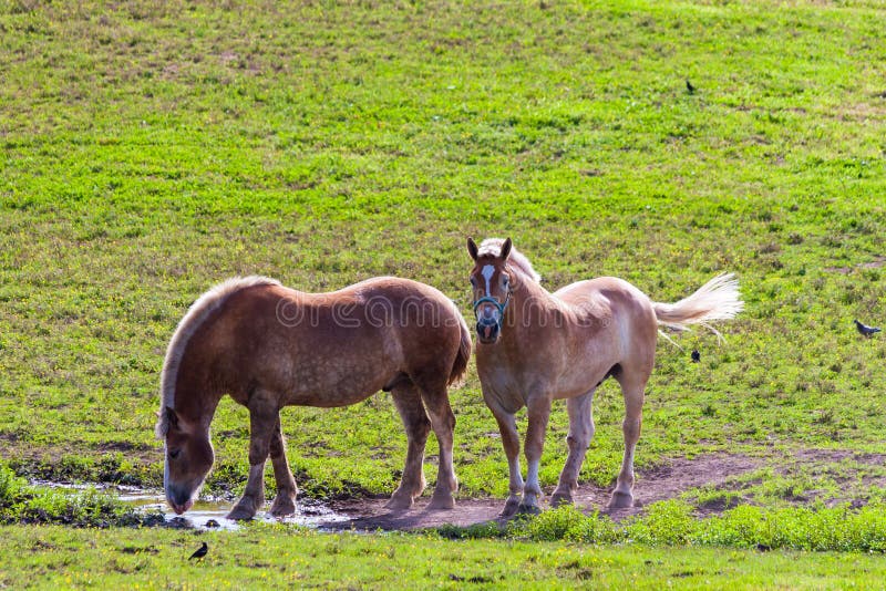 Two Brown Draft Horses on Farm Land Stock Image - Image of horse, calm ...