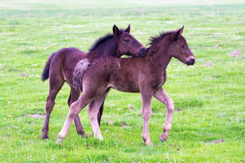 Two Brown Foals are Playing Stock Image - Image of amazing, widlife ...