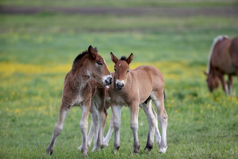 Two Brown Foals are Playing on the Meadow Stock Image - Image of people ...
