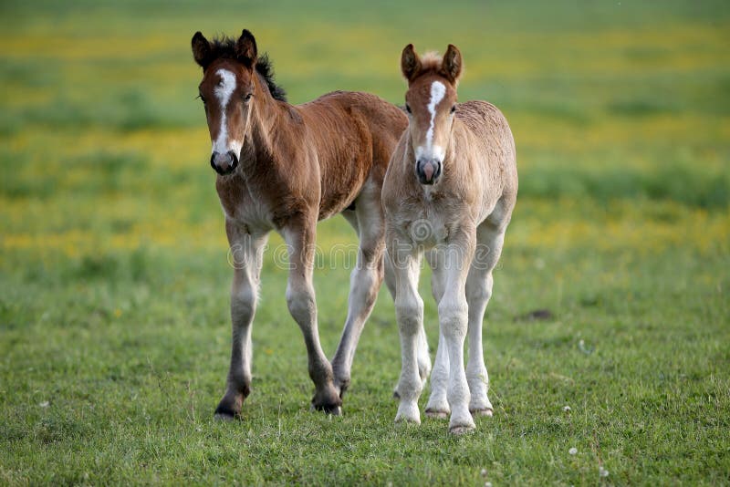 Two Brown Foals are Playing on the Meadow Stock Image - Image of people ...