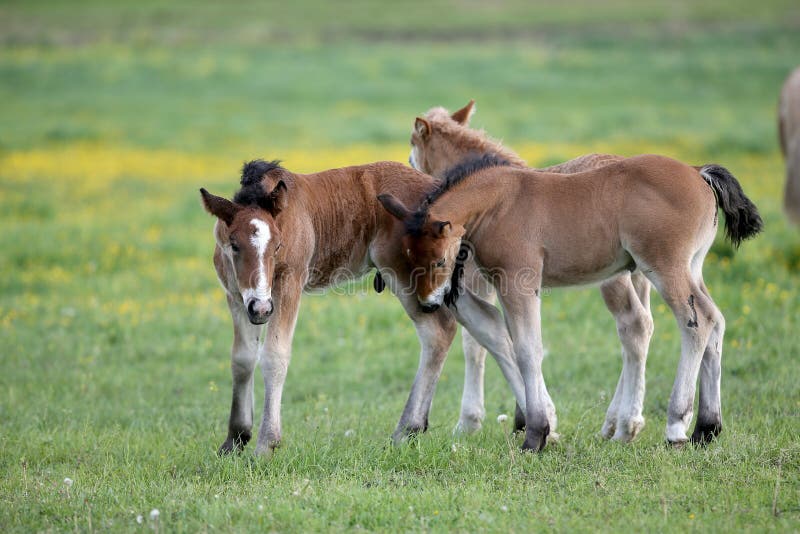 Two Brown Foals are Playing on the Meadow Stock Photo - Image of ...