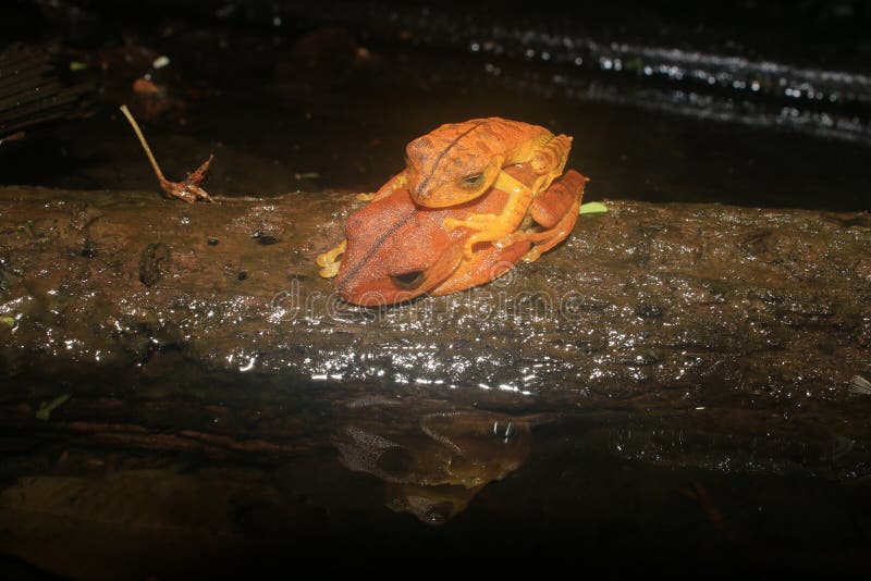 Two Brown Frogs Sleeping on Top of Eachother and Mirrored in the Water ...