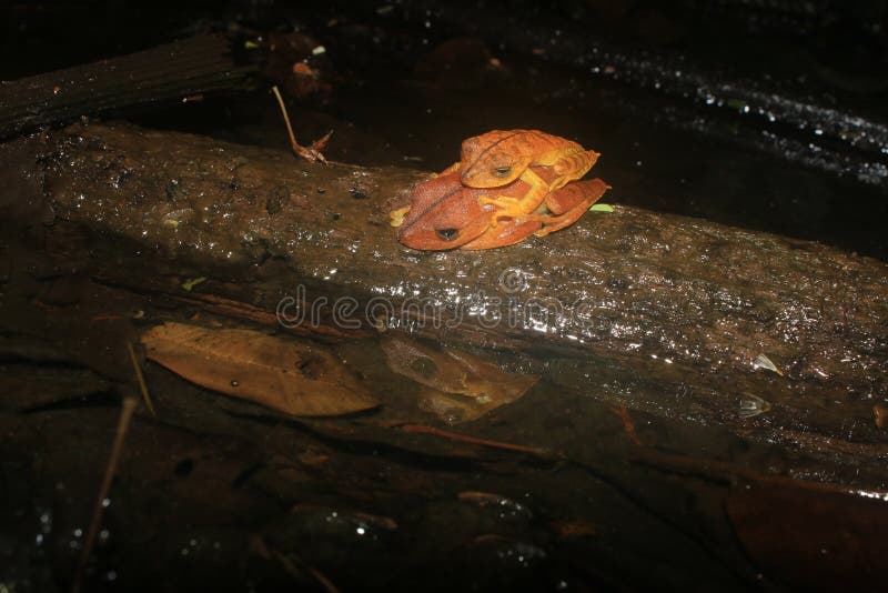 Two Brown Frogs Sleeping on Top of Eachother with a Reflection in the ...