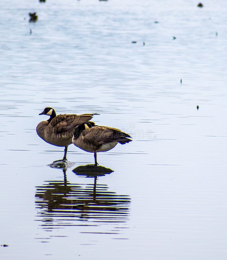 Two Brown Geese On Body Of Water Picture. Image: 115773915