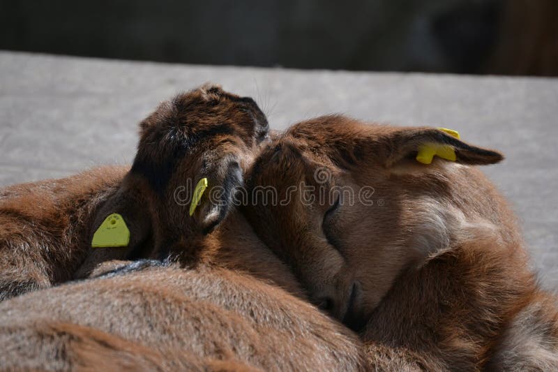 Two Brown Goat Kids Sleeping and Warming Each Other Up, Lying Head To ...