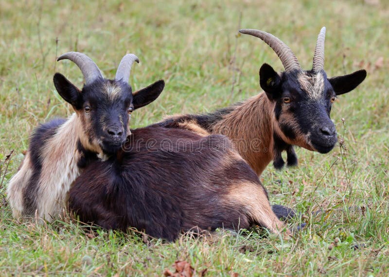 Two Brown Goats with Small Horns Wandering Meadow Stock Photo - Image ...