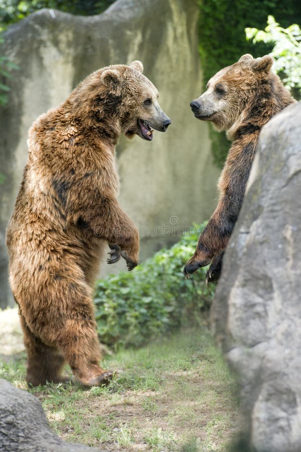 Two Brown Grizzly Bears while Fighting Stock Image - Image of furry ...