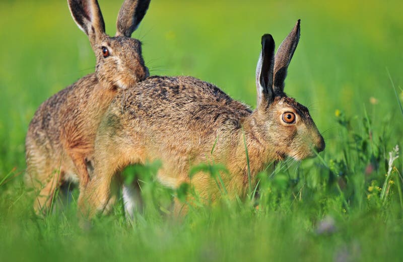 Two brown hare stock image. Image of wild, brown, european - 47745719