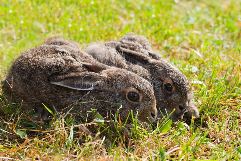 Wild European rabbits stock photo. Image of details, close - 32839642