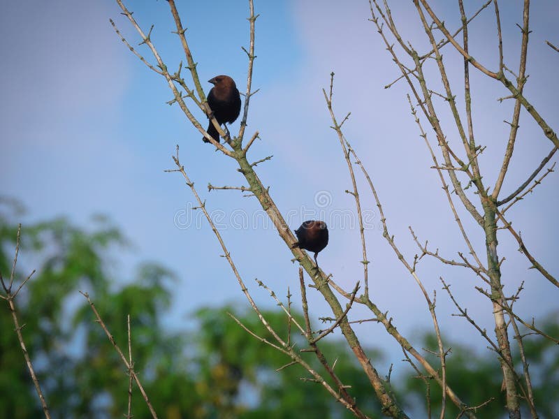 Two Brown Headed Cowbirds on Perched on the Top of a Bare Tree Stock ...