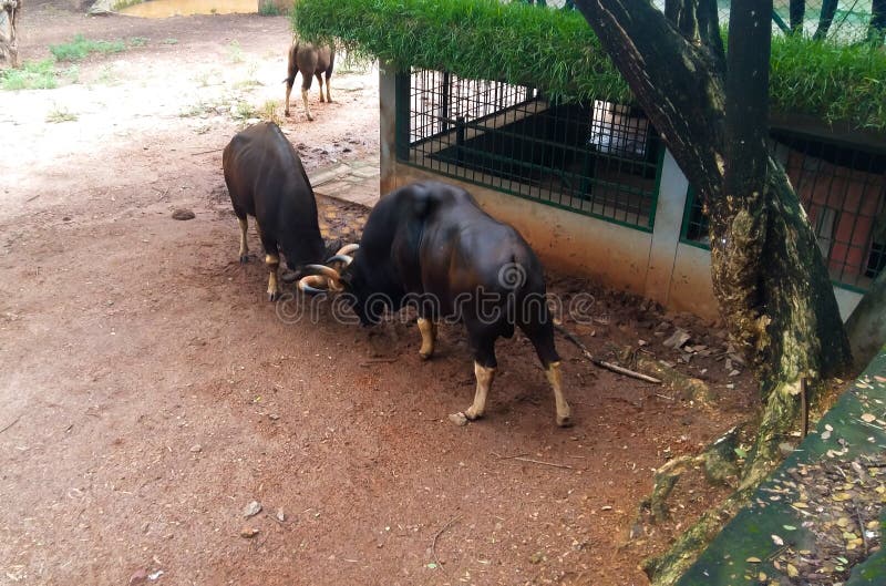 Two Brown Heavy Bulls Fighting with Each Other in India Stock Photo ...