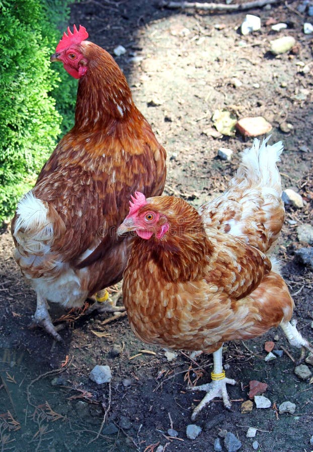 Two brown hens stock image. Image of portrait, beak, poultry - 17746605