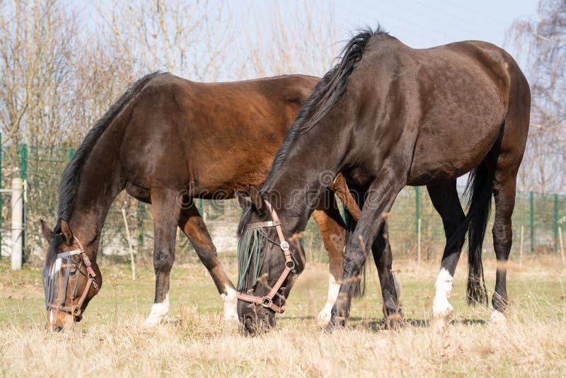 Two Brown Horses Grazing in the Meadow in Spring Stock Photo - Image of ...