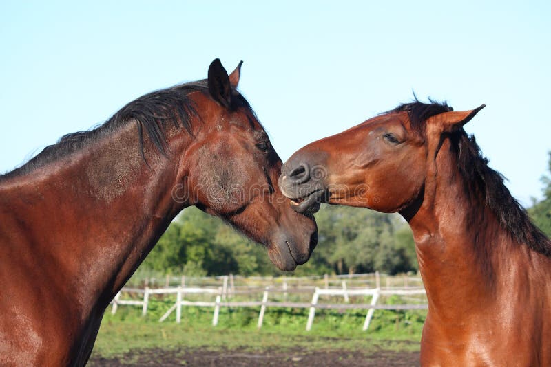 Portrait Of Two Brown Horses Nuzzling Stock Image - Image of brown ...