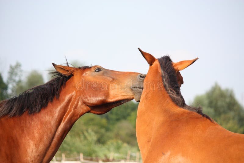 Two Brown Horses Nuzzling Each Other Stock Image - Image of companion ...
