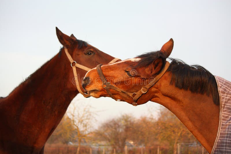 Two Brown Horses Playing Together Stock Photo - Image of couple, farm ...
