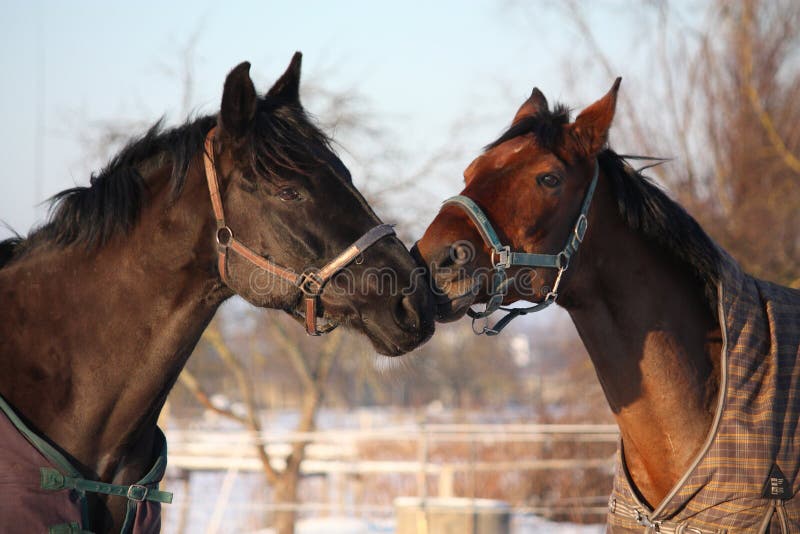 Two Brown Horses Playing Together Stock Image - Image of breed, animal ...