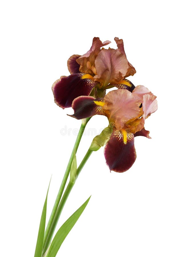 Two Brown Iris Flowers Isolated on White Stock Image - Image of ...