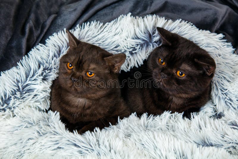 Two brown kittens stock image. Image of care, kitty, cozy - 77878369