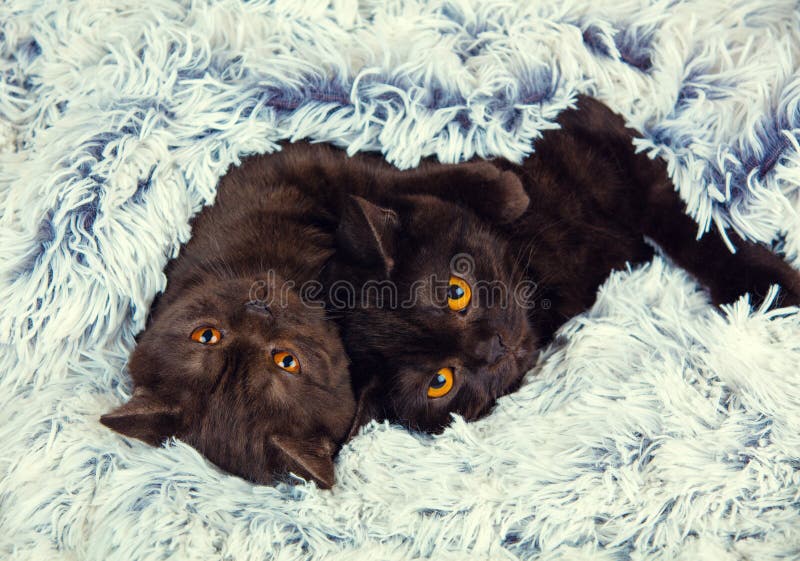 Two brown kittens stock photo. Image of domestic, cute - 78543464