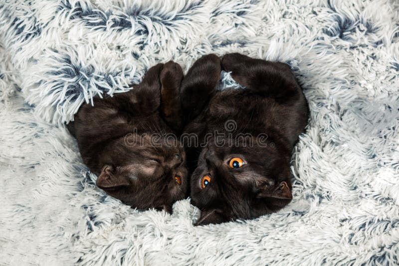 Two brown kittens stock photo. Image of chocolate, cozy - 83888516