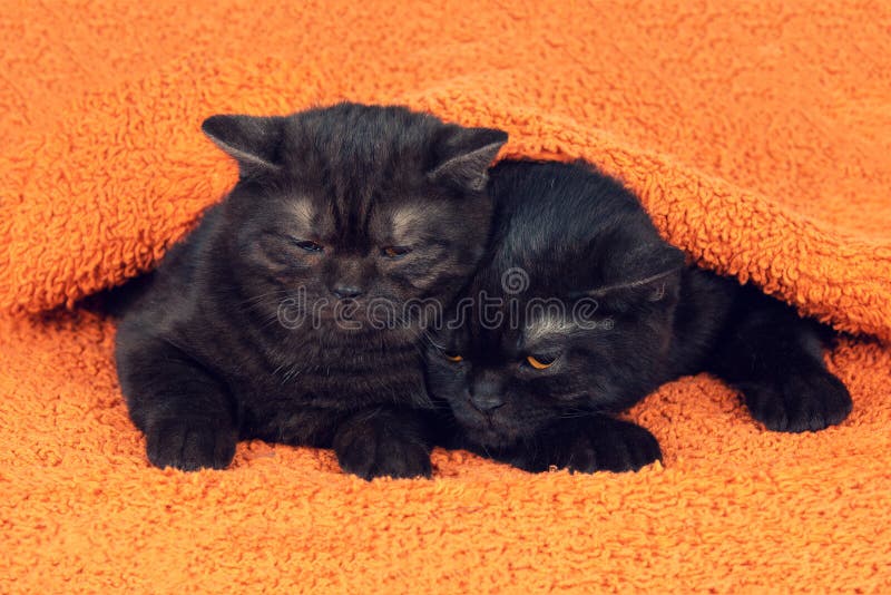 Two brown kittens stock image. Image of furry, cosy, cover - 84181633