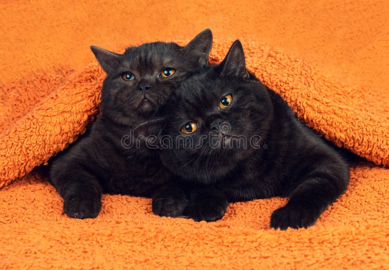 Two brown kittens stock image. Image of cozy, cosy, kitten - 84182185