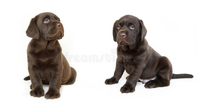 Brown Labrador Puppy and Mother Stock Photo - Image of puppy, nice ...