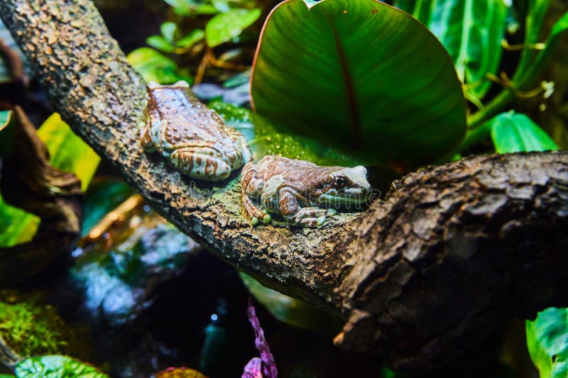 Two Brown and Light Green Frogs on Large Bumpy Log in Terrarium Exhibit ...