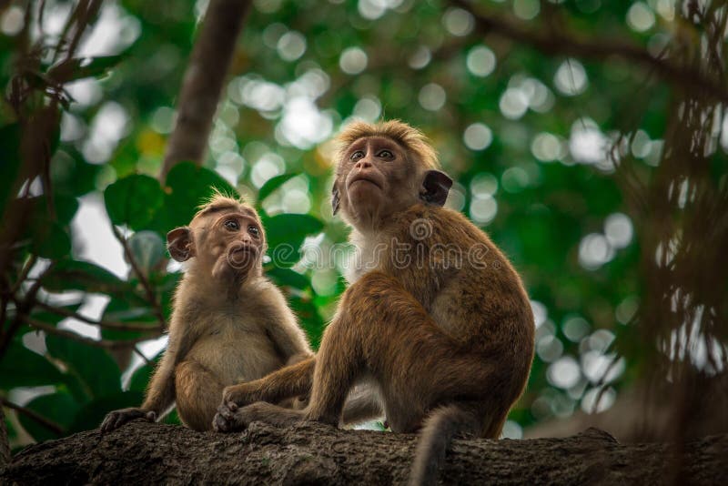 Two Brown Monkeys Sitting on the Top of a Tree Trunk Stock Image ...