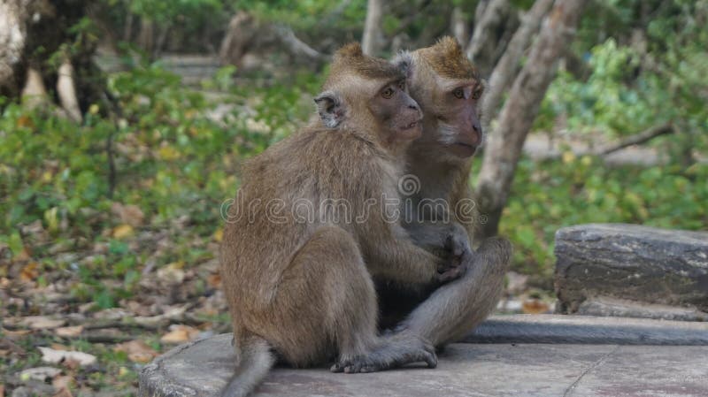 Two brown monkeys stock image. Image of primate, animal - 295086905