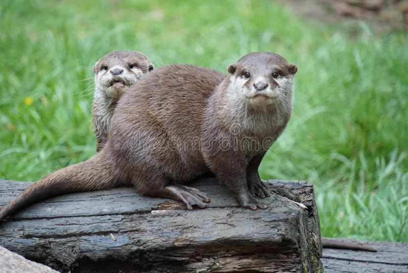 Two brown otters stock photo. Image of baby, looking - 119472876