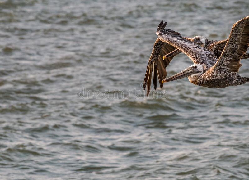 Two Brown Pelicans Flying Over the Pacific Ocean Close Up Stock Image ...