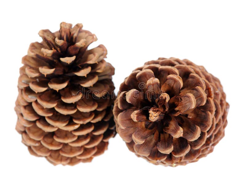 Two Brown pine cone stock photo. Image of decorate, pine - 35032118