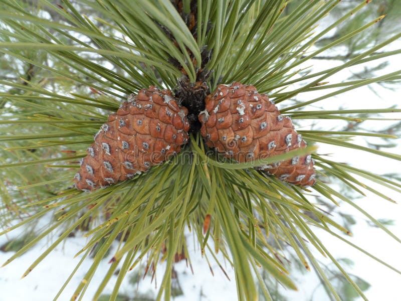 Two Brown Pine Cones on the Pine Branch. Stock Image - Image of brown ...