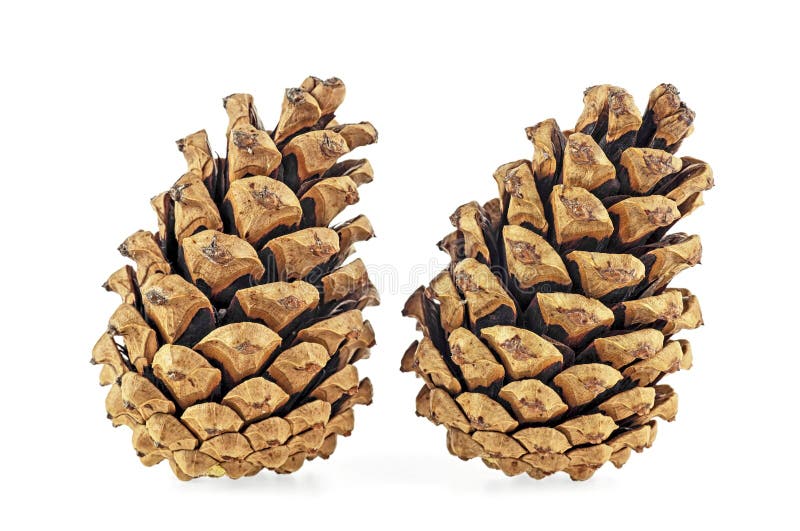 Two Brown Pine Cones on White Background Stock Photo - Image of group ...