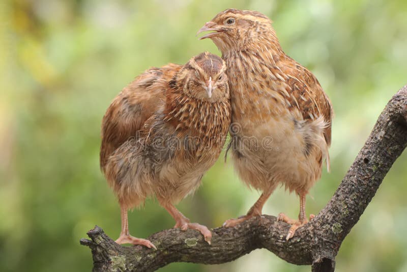 Two Brown Quails are Perched on a Dry Tree Branch. Stock Photo - Image ...