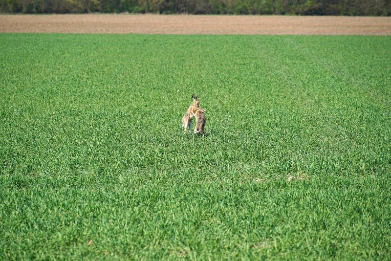 Fighting Rabbits Stock Photos - Free & Royalty-Free Stock Photos from ...