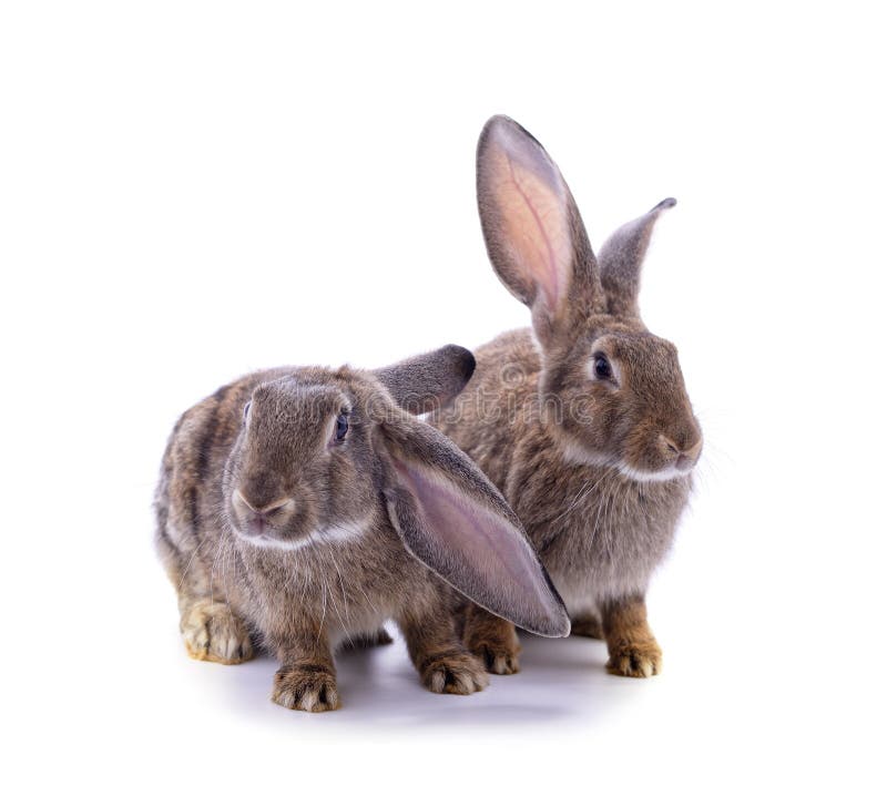 Two Brown Rabbits Drinking Water in the Garden Stock Image - Image of ...