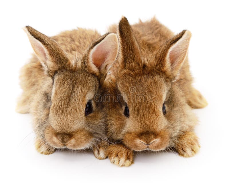 Two brown rabbits. stock photo. Image of rabbits, white - 70238940
