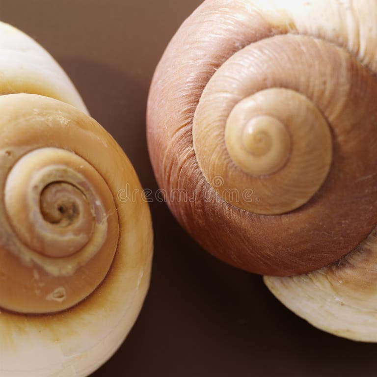 Two brown shells stock image. Image of collect, shells - 798145