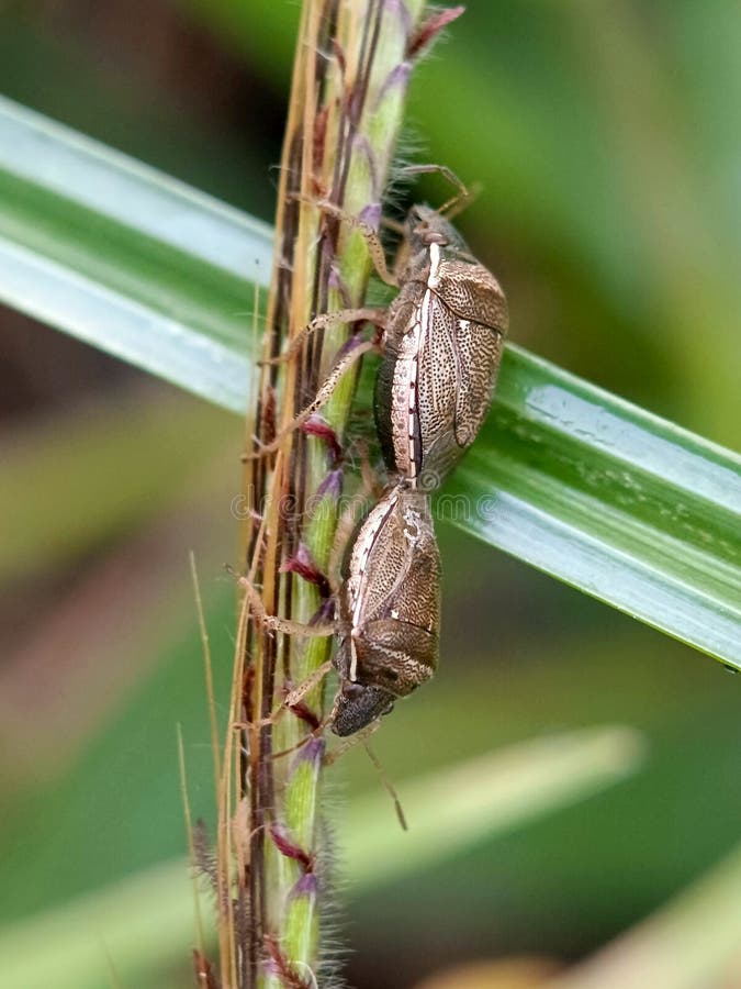 Mating Stink Bugs 3 stock photo. Image of stink, pests - 61842258