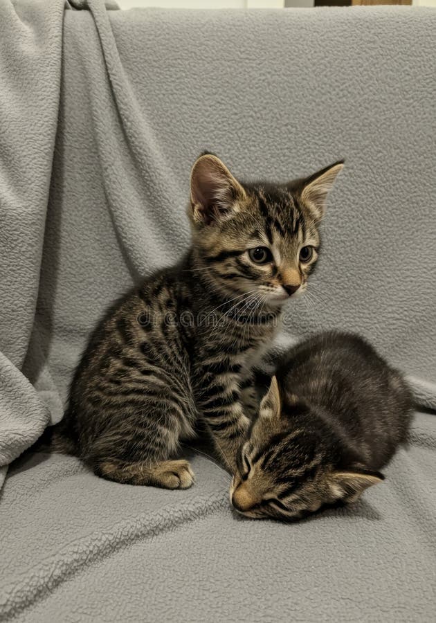 Two Brown Tabby Kittens Resting on Gray Blanket Stock Image - Image of ...