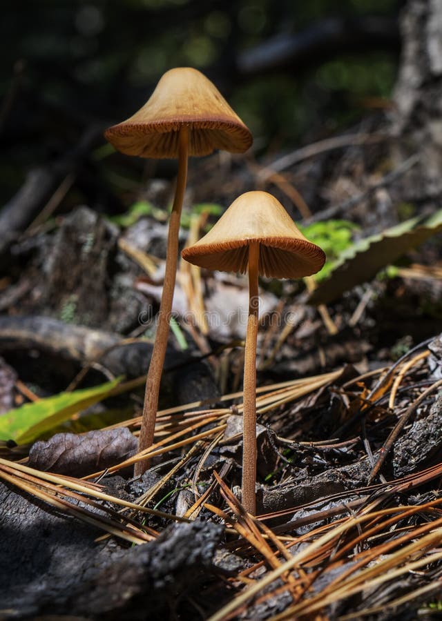 Brown toadstools in forest stock image. Image of common - 55385067