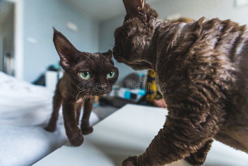 Two Brown Tortoiseshell Devon Rex Cats Stock Photo - Image of pedigreed ...