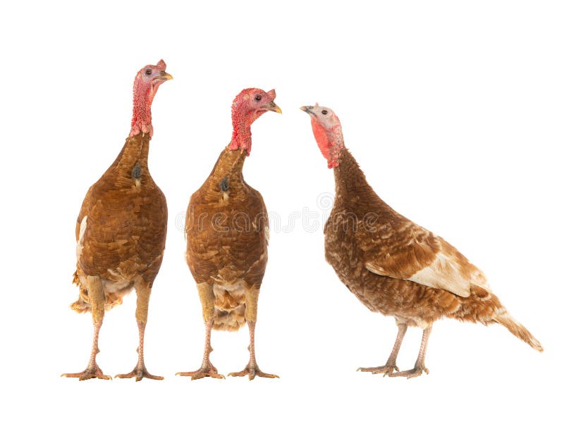 Turkey Standing Back Isolated on White Stock Image - Image of animal ...