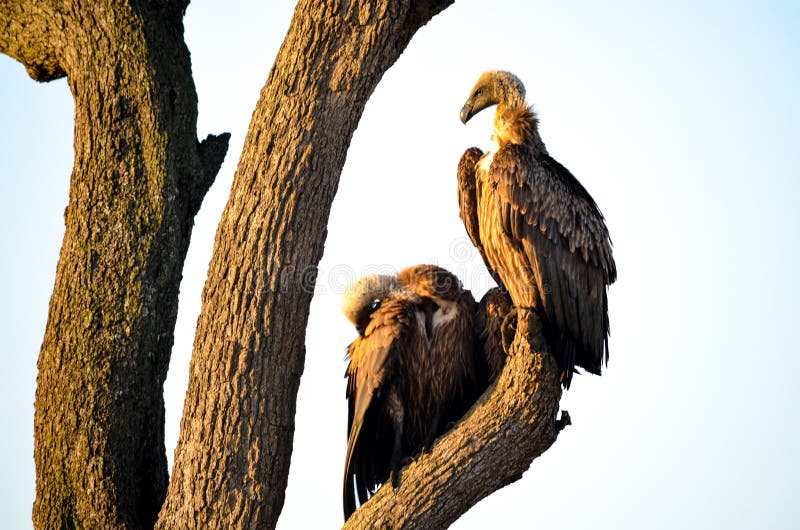 Two Brown Vultures Perched On Tree Picture. Image: 111824118