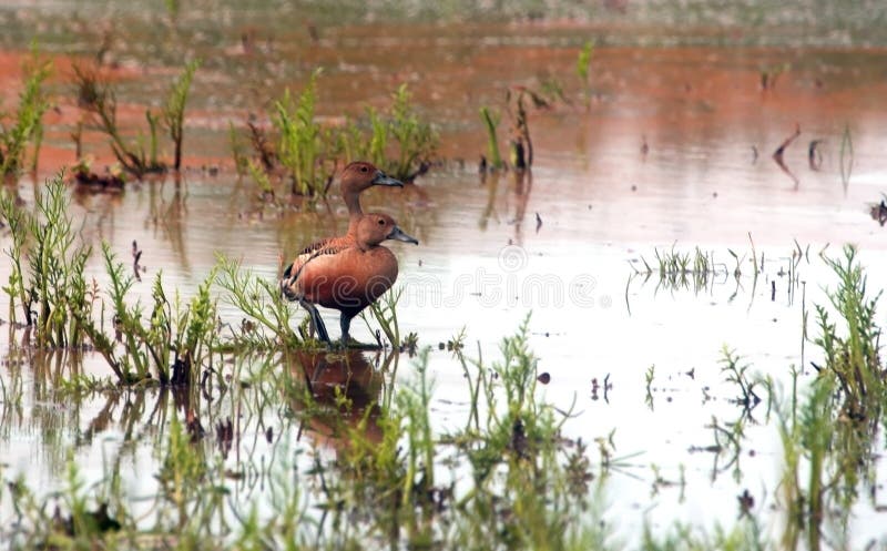 Uppan Bird Stock Photos - Free & Royalty-Free Stock Photos from Dreamstime